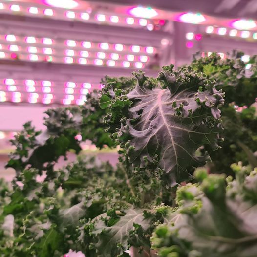 Super Greens Mix Pack | Gusta Web Shop